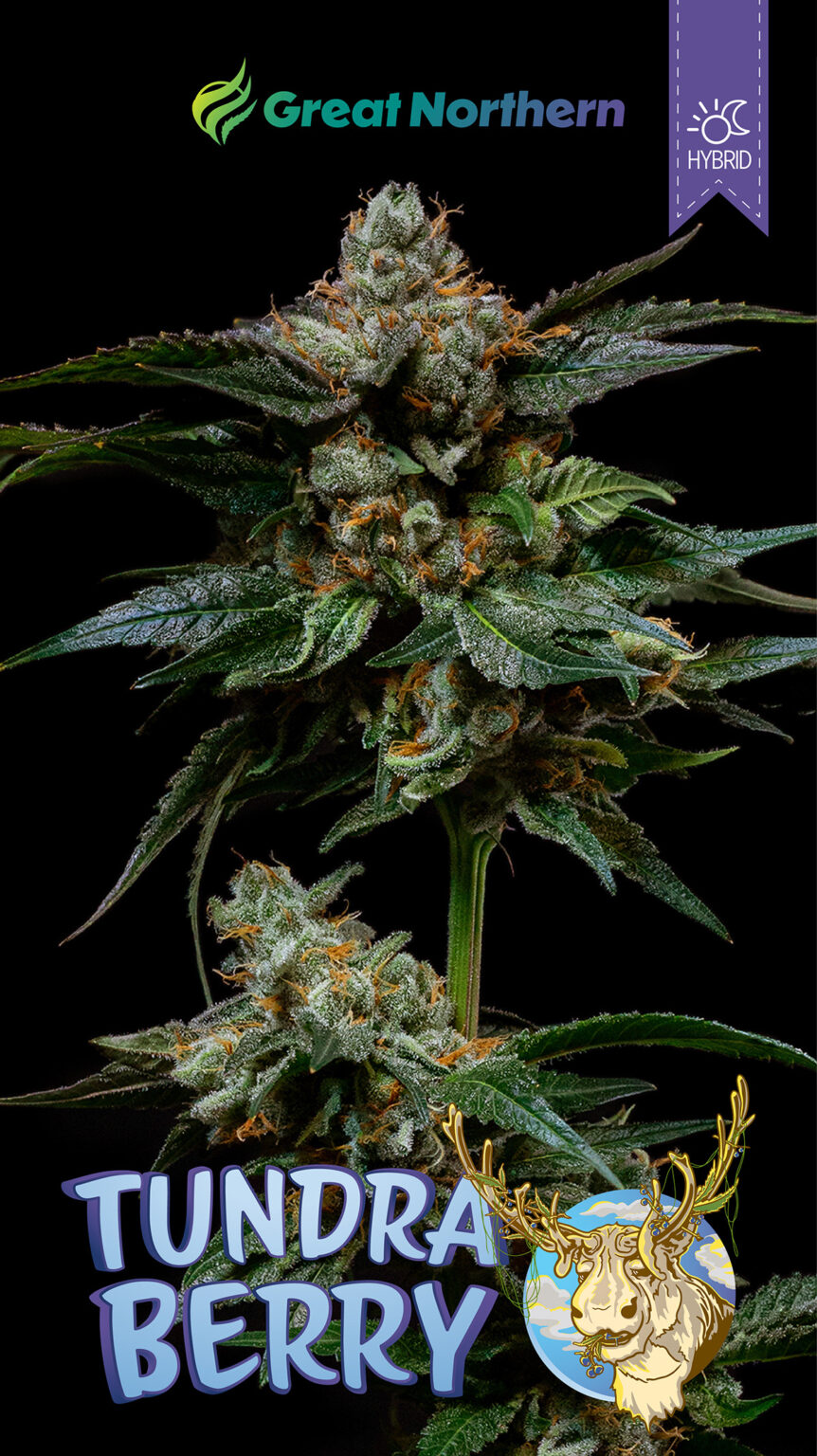 Great Northern Cannabis Strain Spotlight: Tundra Berry - Great Northern ...