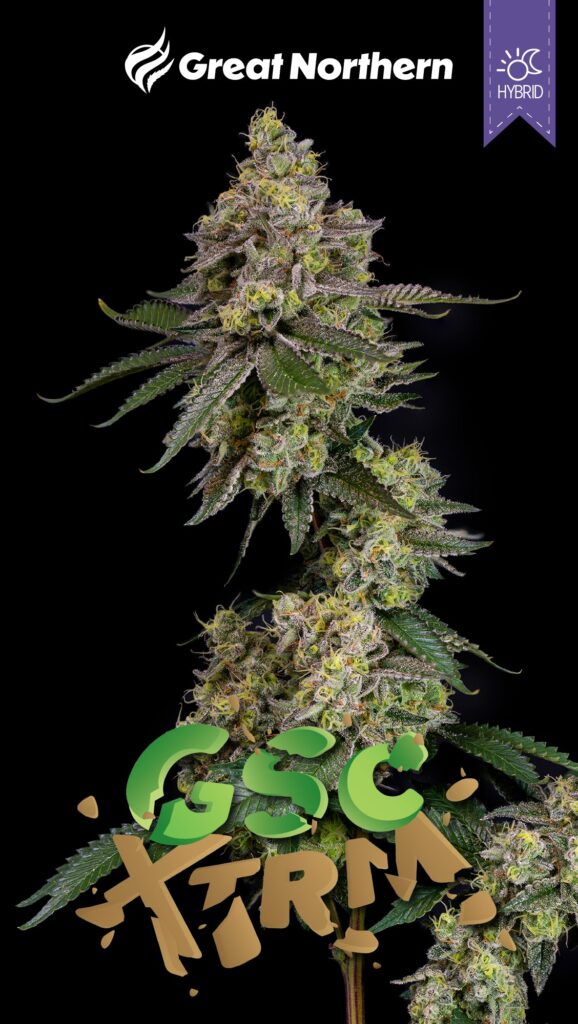 Great Northern Cannabis Strain Spotlight: GSCXTRM - Great Northern Cannabis